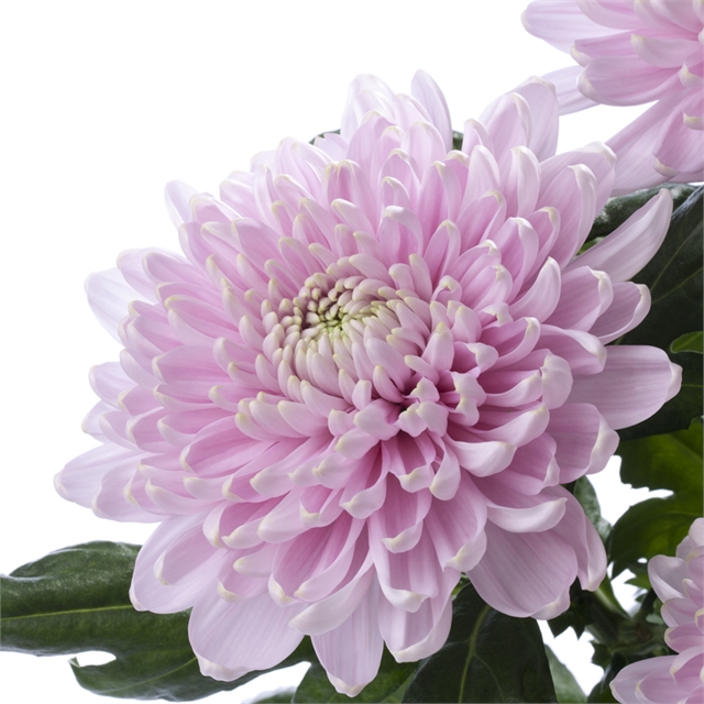 Cremon – Varaga Farms