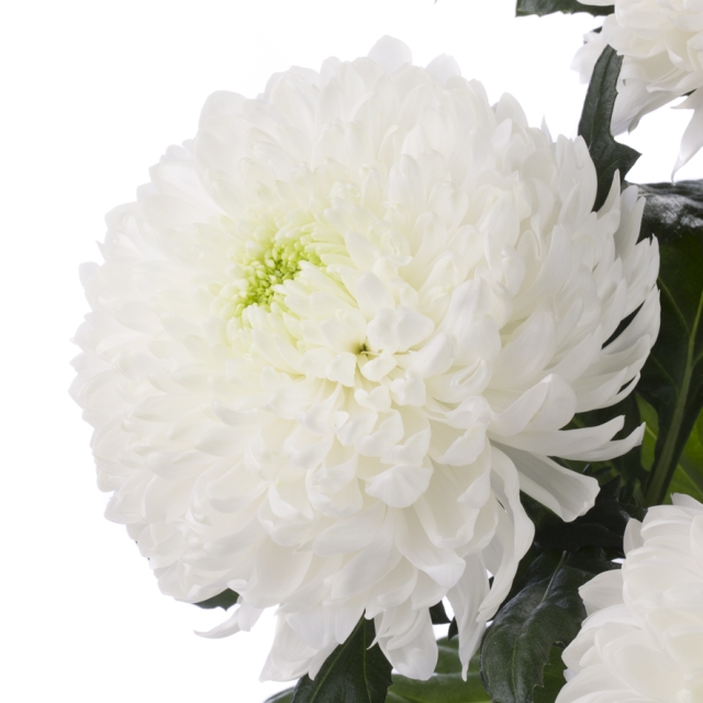 Cremon – Varaga Farms