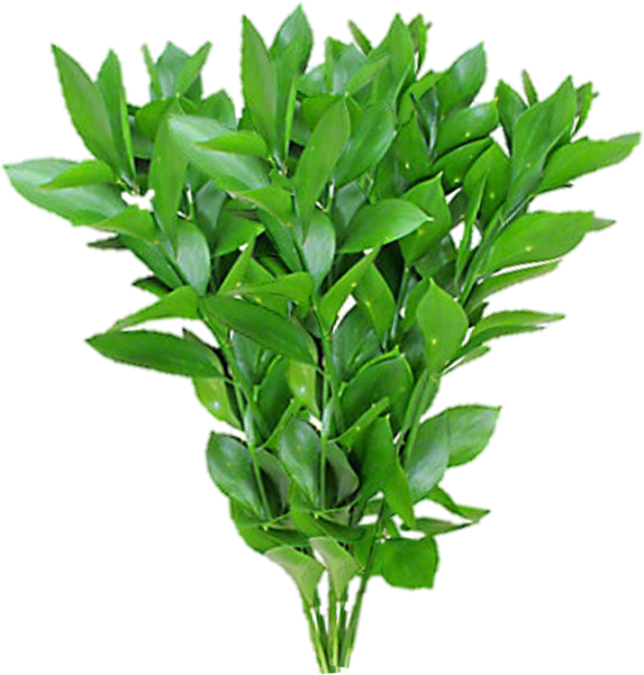 Foliage – Varaga Farms