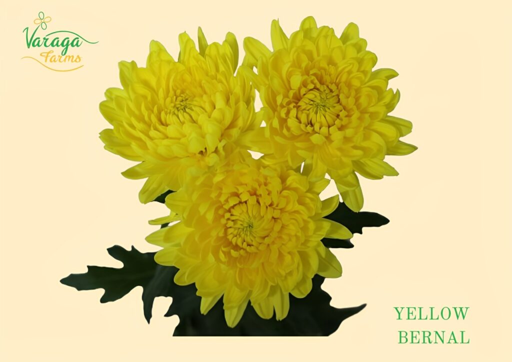 Cremon – Varaga Farms